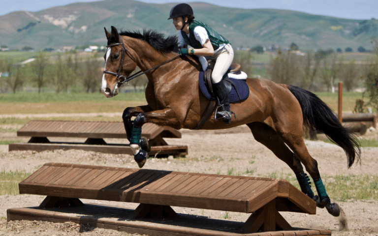 Equestrian Equipment List: 21 Items (with Pictures)