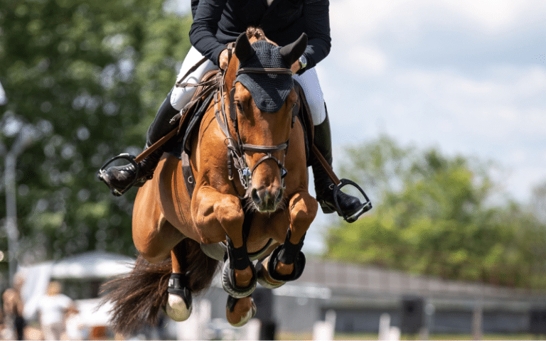 Equestrian Equipment List: 21 Items (with Pictures)